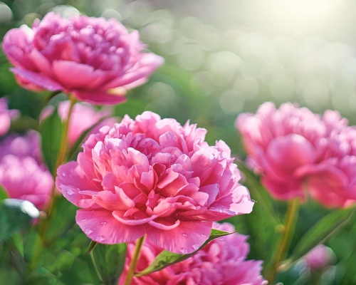 Návod na pestovanie pivoniek - Záhradníctvo Spomyšl